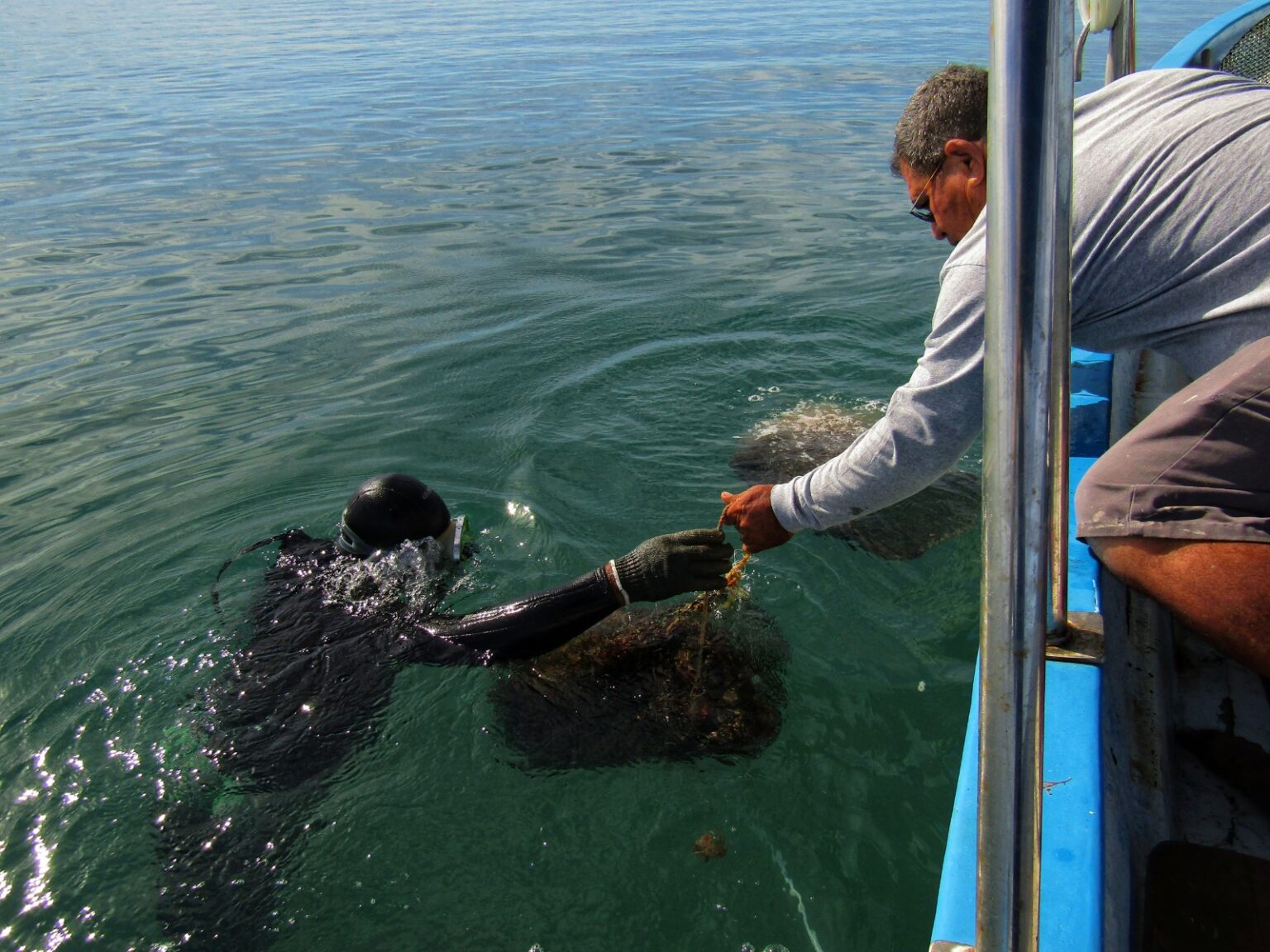 El tunicado, la especie invasora que viajó desde el atlántico a la ...